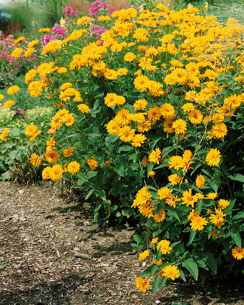 Heliopsis helianthoides ´Summer Sun´, Janeba drsná žlutá, K9