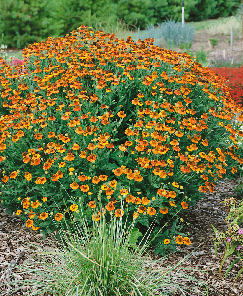 Helenium autumnale ´Orange´ , Záplevák podzimní , Helénium, K9