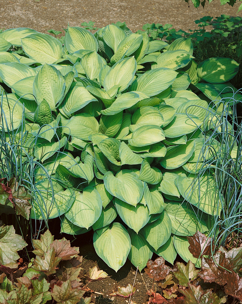 Hosta ´Gold Standard´ , Bohyška , Funkie, K11,VK