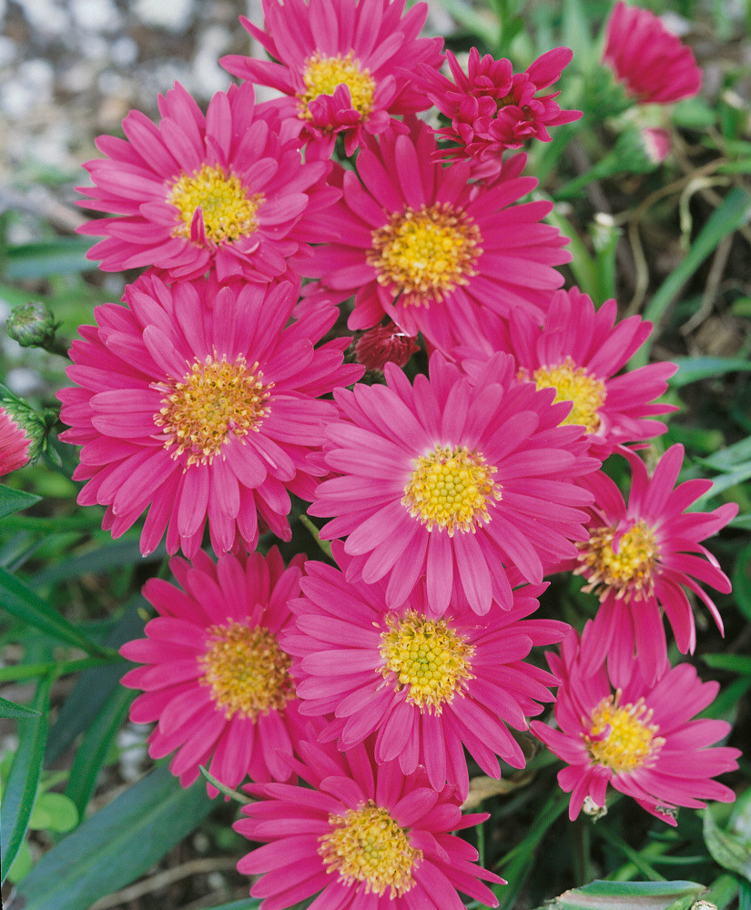 Aster novi-belgii 'Royal Ruby' , Astra novobelgická , K9