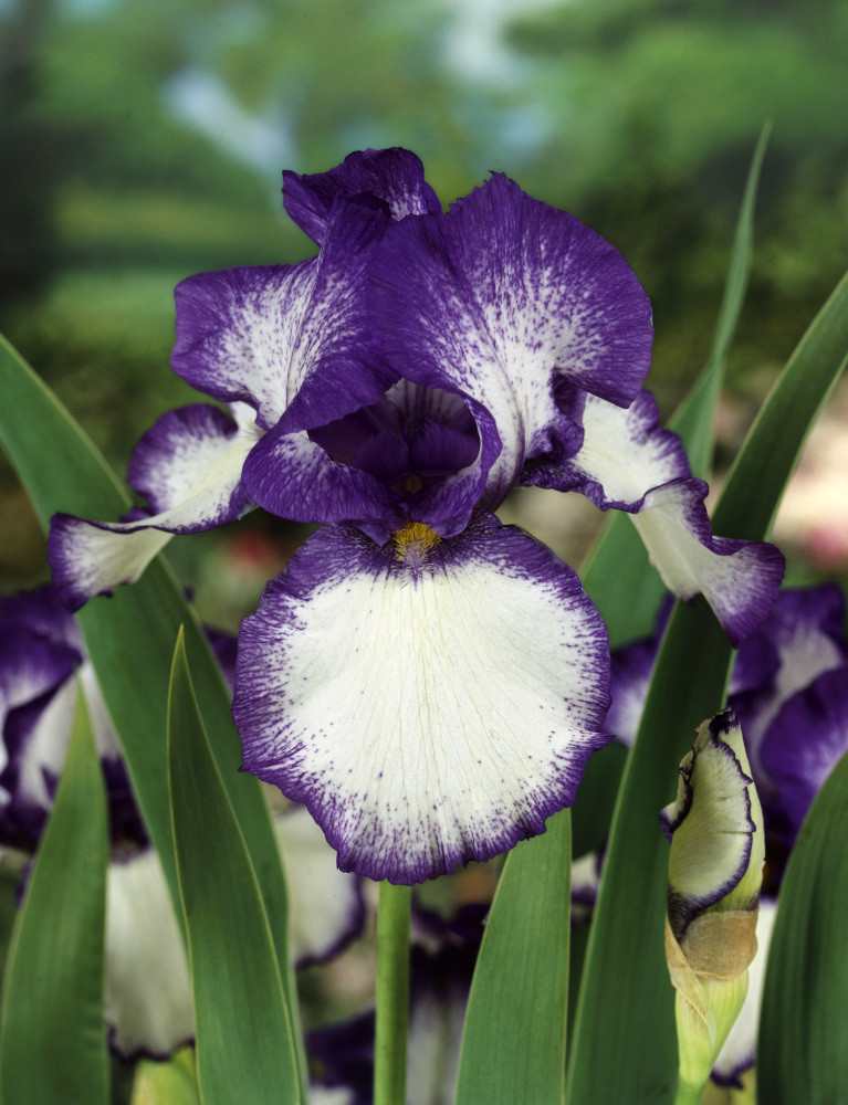 Iris germanica ´Loop the Loop´ , Kosatec německý, I.