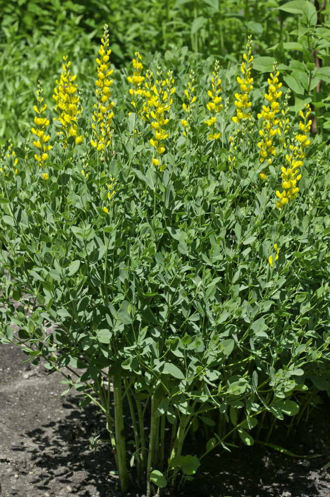 Baptisia sphaerocarpa , Baptizo, C1,5