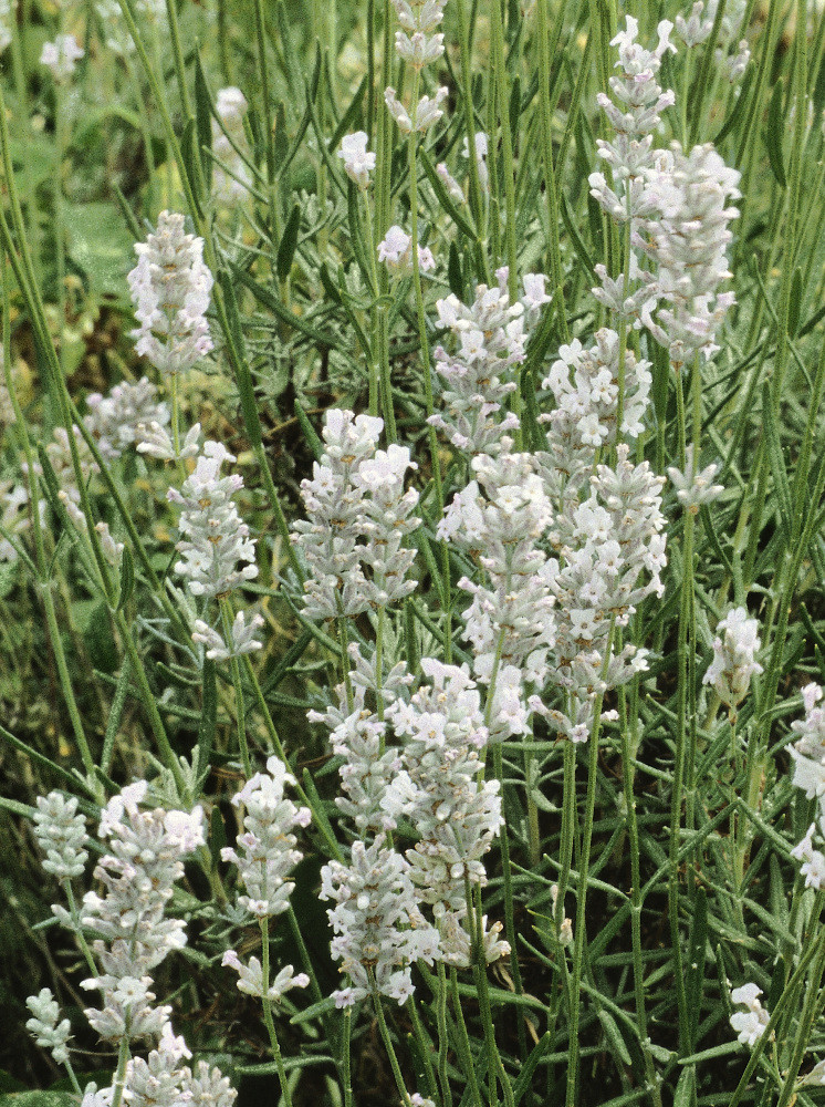 Lavandula angustifolia ´Sentivia® Silver´ , Levandule úzkolistá, C1,5