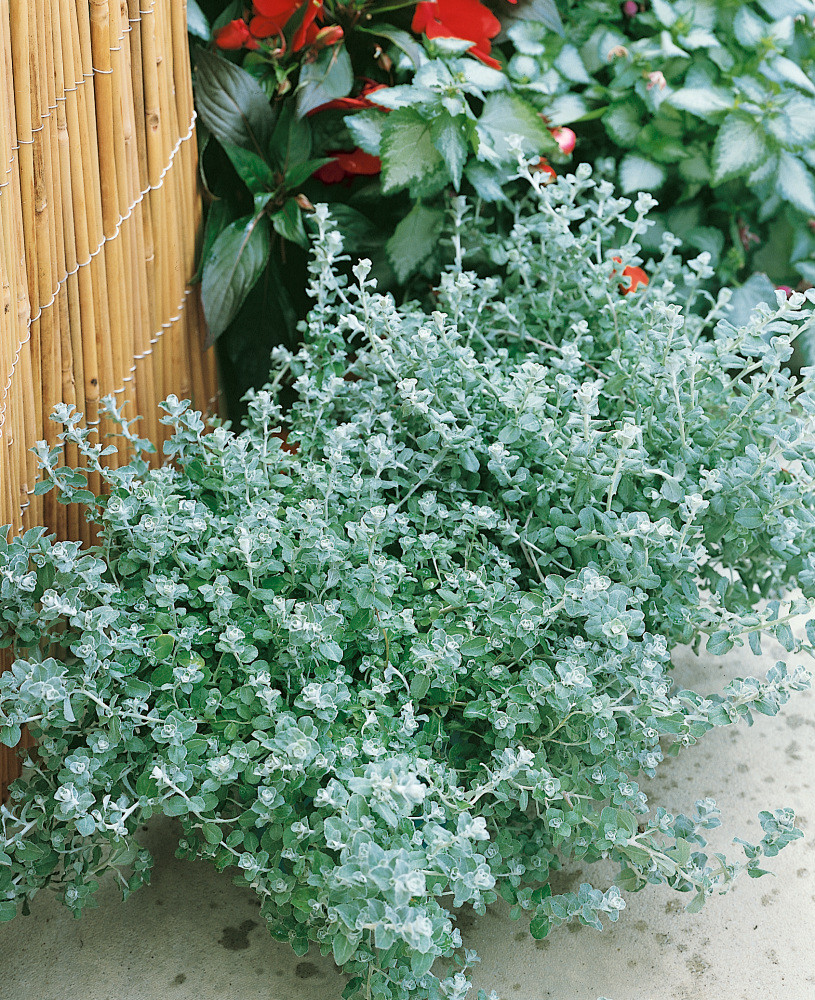 Helichrysum petiolare ´Silver Mini´ , Smil řapíkatý, K7