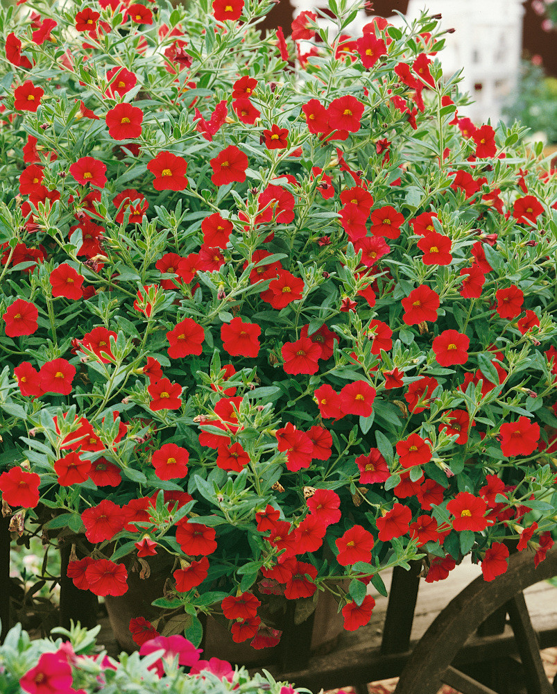 Calibrachoa ´Million Bells Red´® , Minipetunie, bal. 6 ks, 6xK7