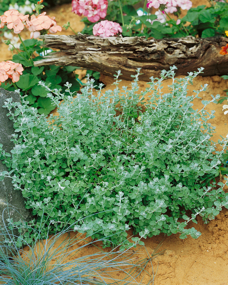 Helichrysum petiolare ´Silver Mini´ , Smil řapíkatý, bal. 3 ks, 3xK7