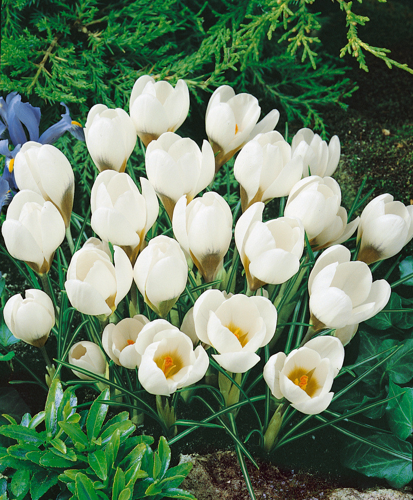 Crocus ´Ard Schenk´ , Botanický šafrán , Krokus, bal. 15 ks, 5,+