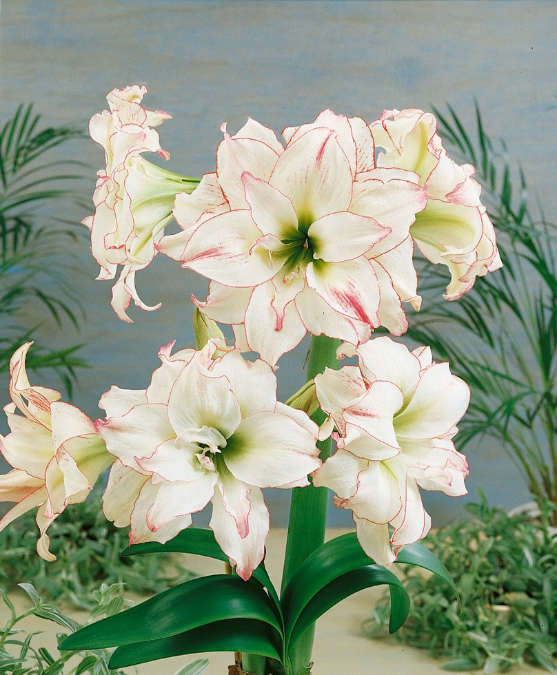 Hippeastrum ´Aphrodite´ , Hvězdník plnokvětý, 28,30