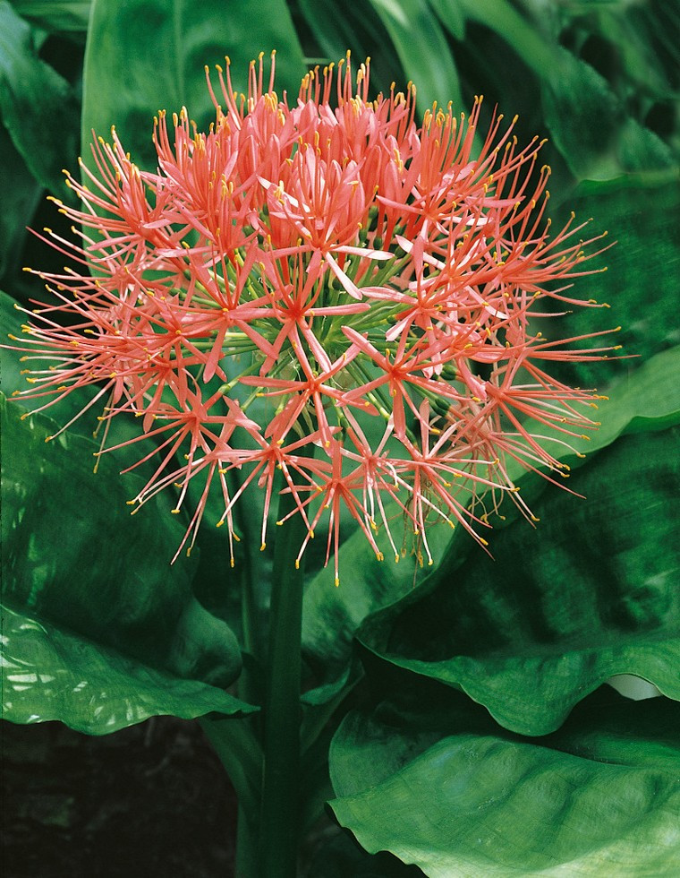 Haemanthus (Scadoxus) multiflorus ´Red´ , Krvokvět, 16,18