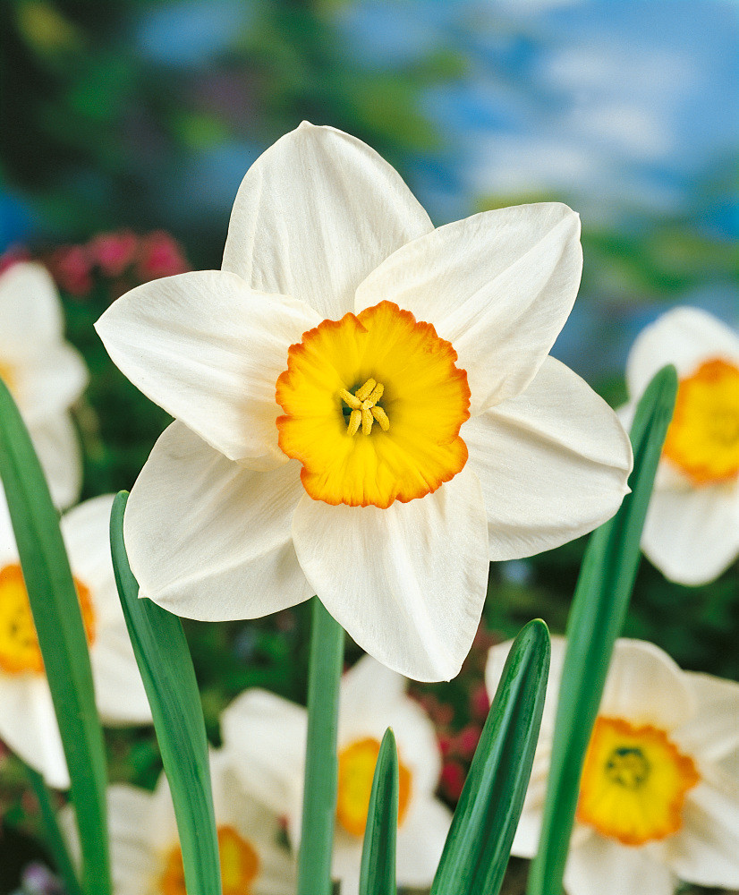 Narcis ´Flower Record´, bal. 5 ks, 12,14