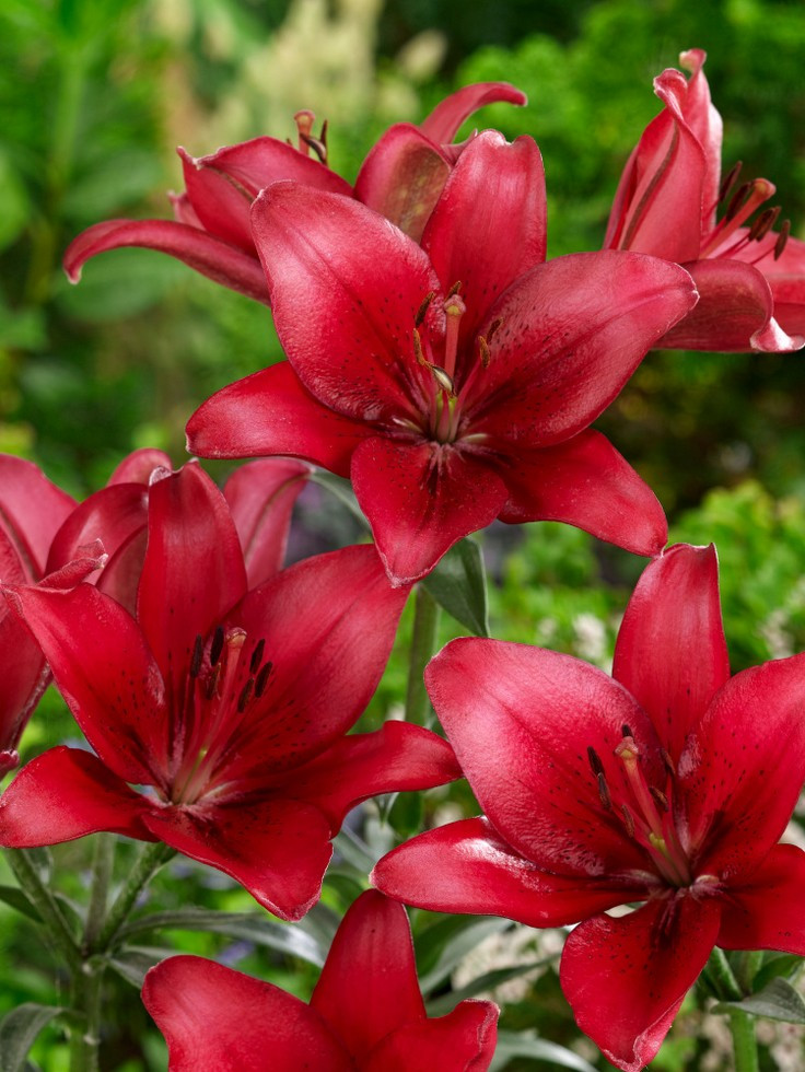 Lilium ´Red County´ , Lilie, bal. 50 ks, 14,16, XXL