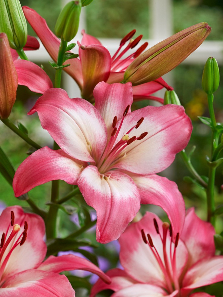 Lilium ´Levi´ , Lilie, bal. 2 ks, 16,18