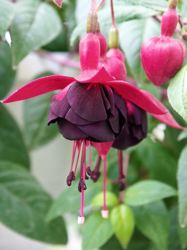 Fuchsia ´New Millennium´ , Fuchsie, bal. 3 ks, 3x K7