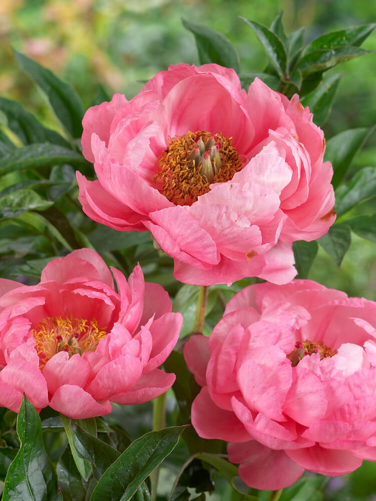 Paeonia ´Cytherea´ , Pivoňka, 2,3