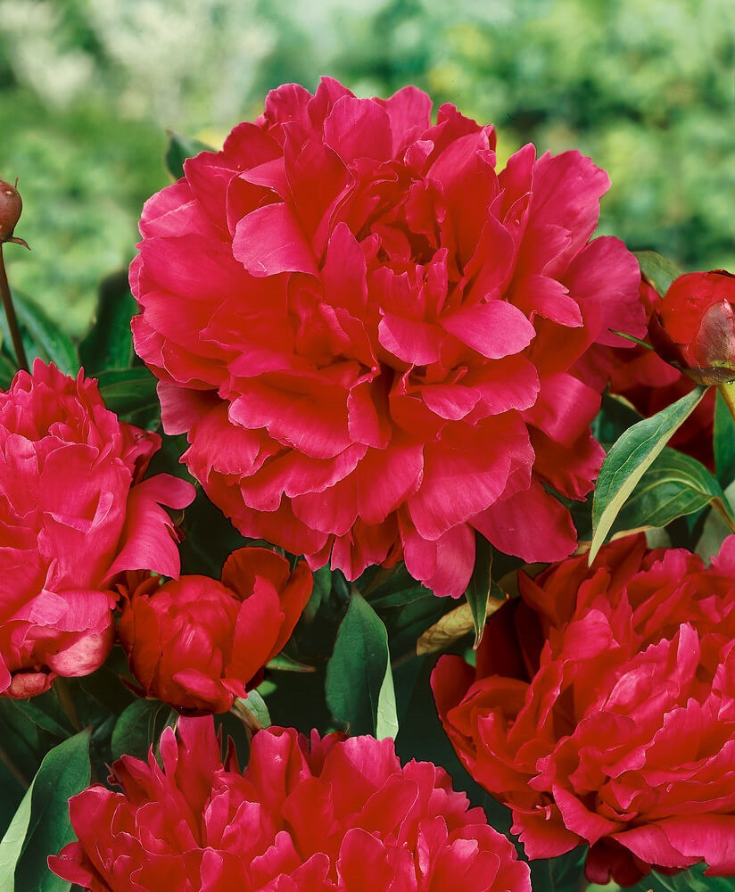 Paeonia ´Red Magic´ , Pivoňka, 2,3