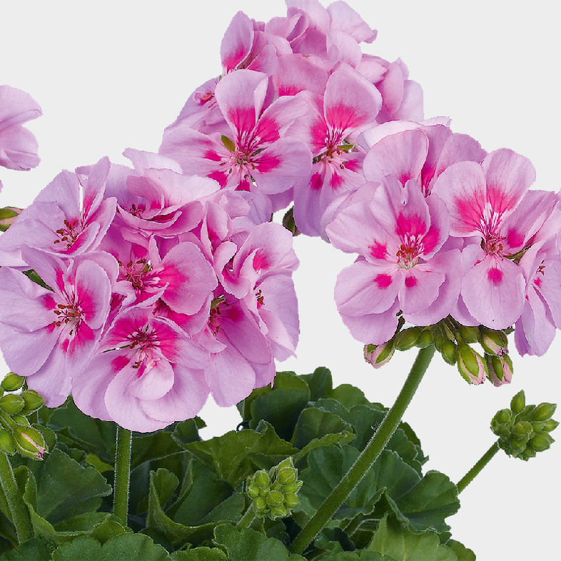 Pelargonium zonale pac®´Icecrystal´ , Muškát , bal. 3 ks, 3xK7