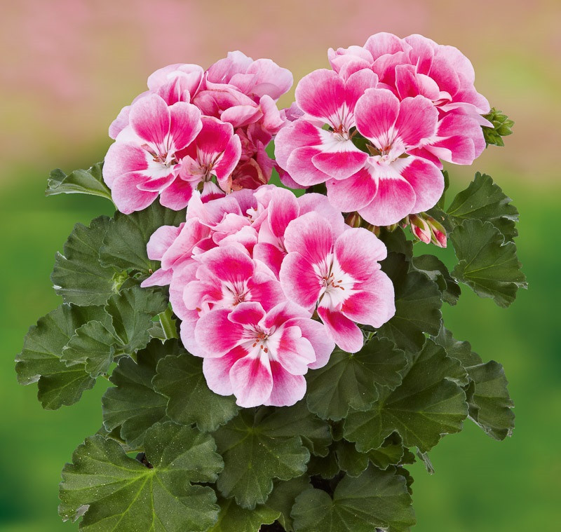 Pelargonium x zonale Grandeur® Dark Pinkberry, Pelargonie , bal. 3 ks ...