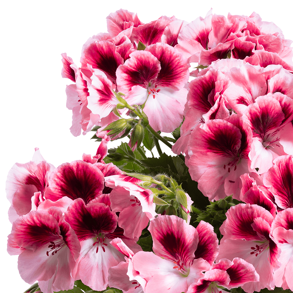 Pelargonium grandiflorum ´pac®Aristo® Romance´ , Muškát velkokvětý, K7