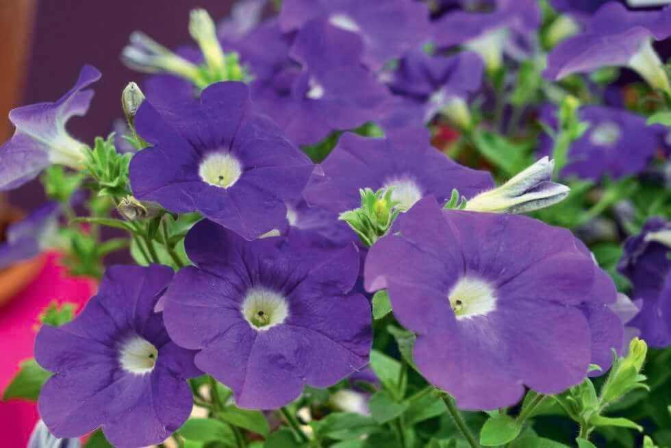 Petunia x atkinsiana Ray® Blue imp.´ , Petunie, K7