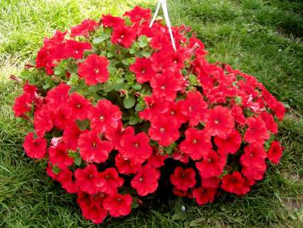 Petunia ´Plus Red´ , Petunie červená jednoduchá, bal. 6 ks sadbovač.