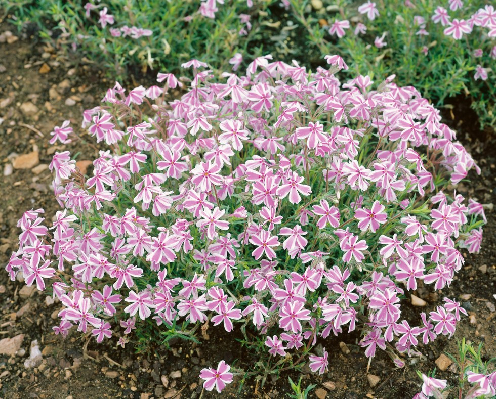Phlox subulata ´Candy Stripes´ , Plamenka šídlovitá, K12