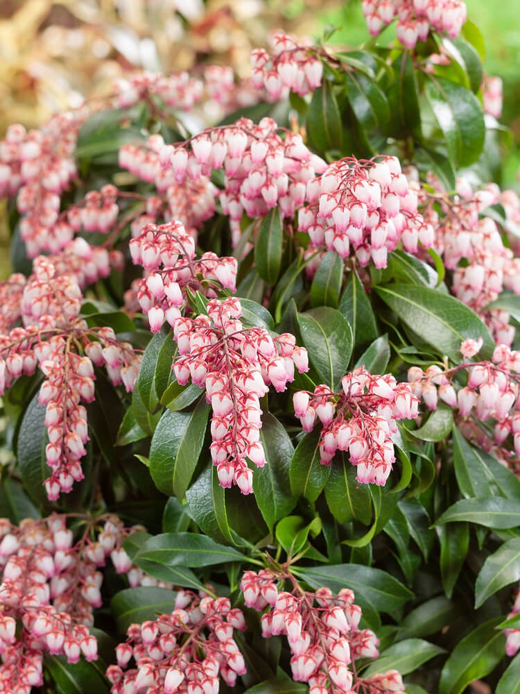 Pieris japonica ´Rosalinda´ , Pieris japonský, C2