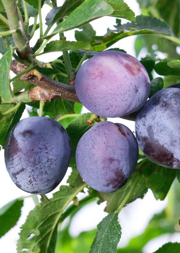 Prunus domestica ´Toptaste´ , Slivoň podzimní velkoplodá, St. Julien A ...