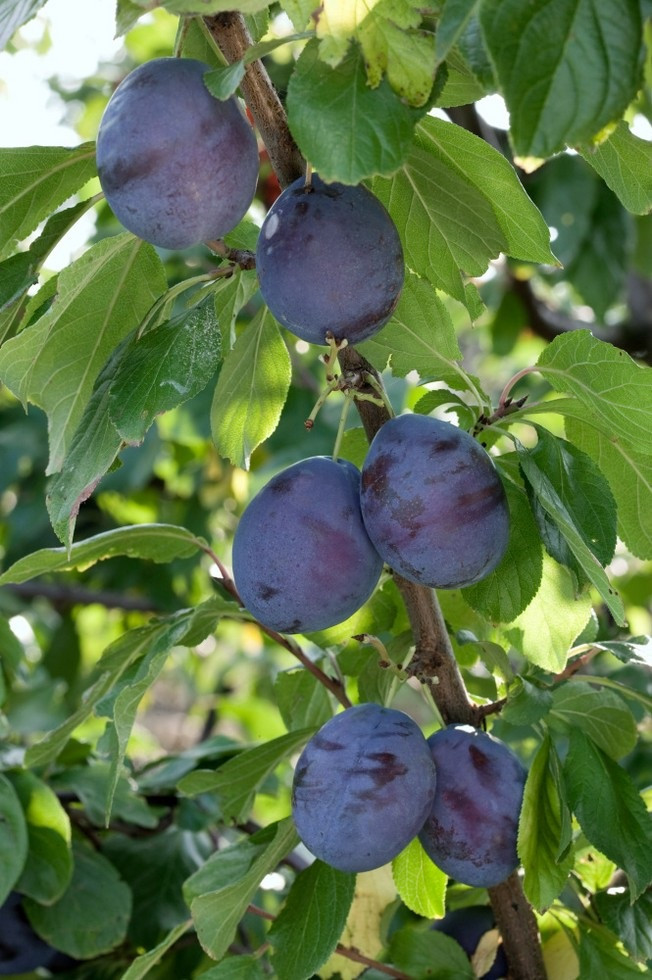 Prunus domestica ´President´ , Slivoň, myr.