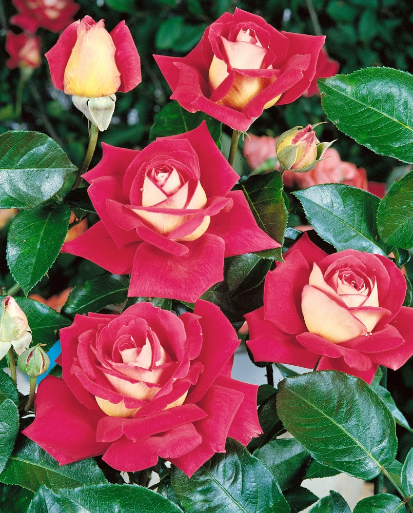 Rosa ´Kronenbourg´ , Růže čajohybrid červenožlutá,bílá, keř