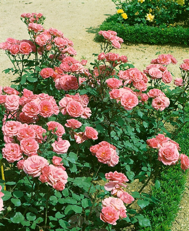 Rosa ´Tom-Tom´ , Růže mnohokvětá, keř, BK