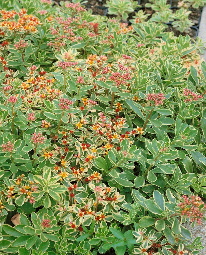 Sedum kamtschaticum ´Variegatum´ , Rozchodník kamčatský , K9