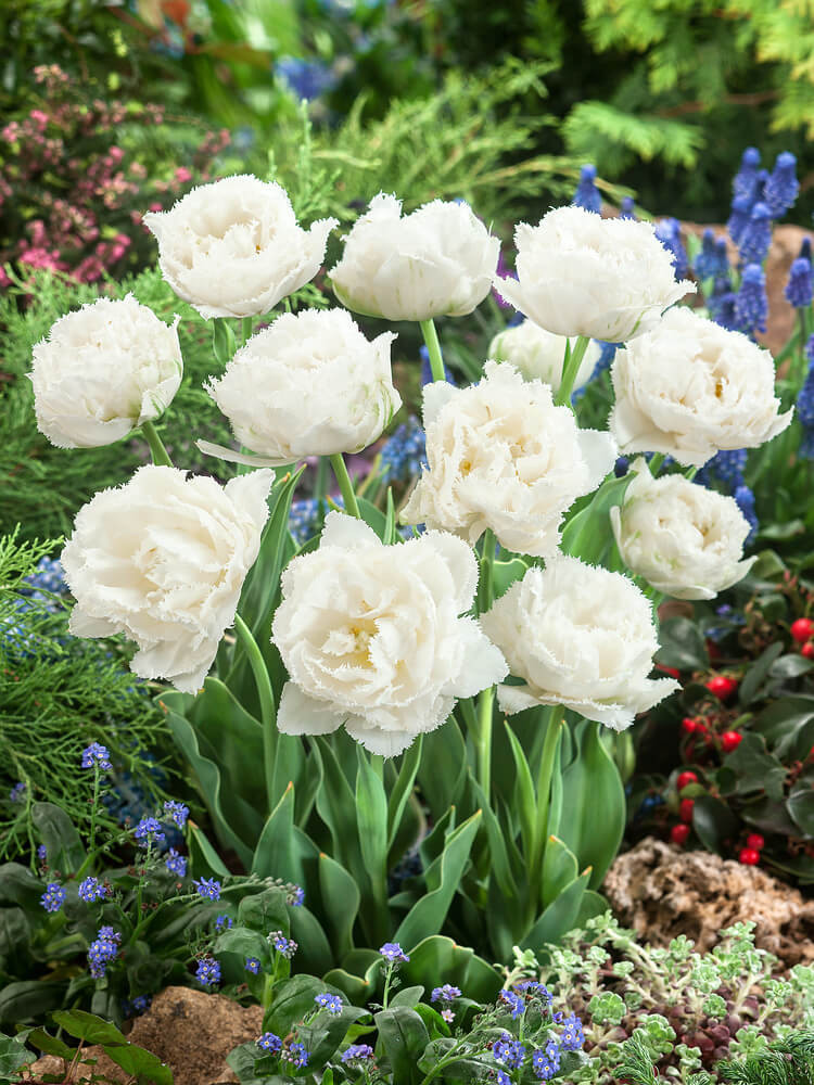 Tulipa ´Snow Crystal´ , Tulipán, bal. 5 ks, 11,12