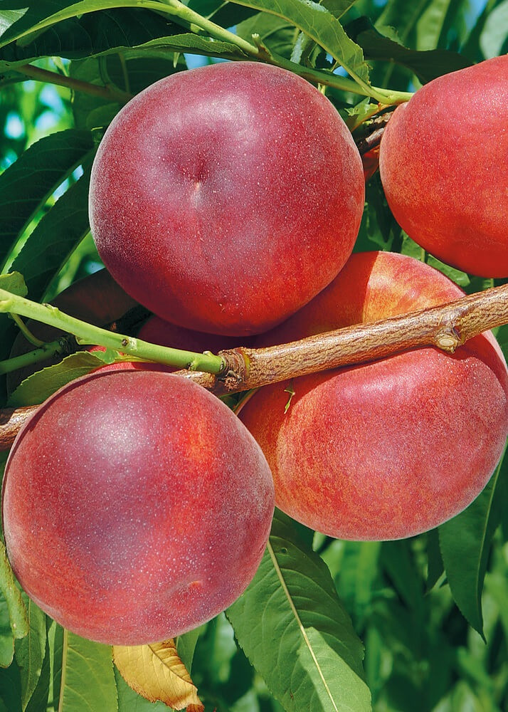 Prunus persica ´Stark Red Gold´, Nektarinka, GF677