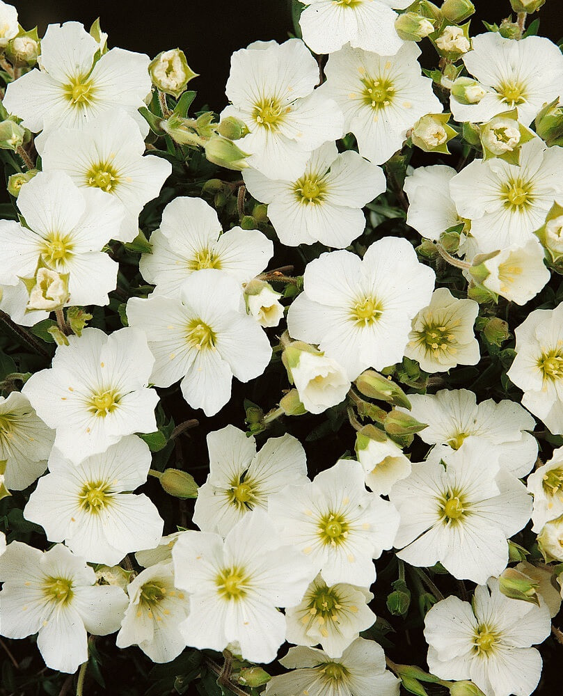 Arenaria montana ´Summer Lemon´ , Písečnice horská, C1,5