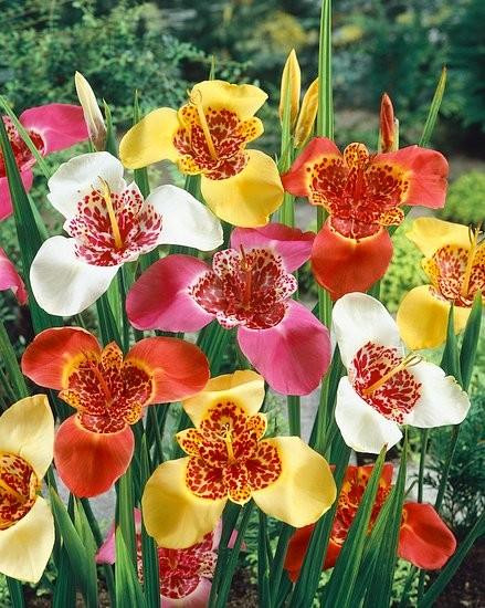 Tigridia mix , Tygřice směs, bal. 10 ks, 7,9