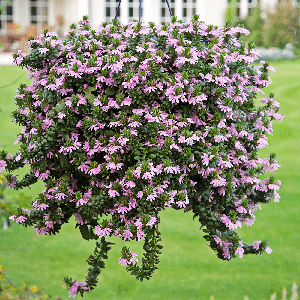 Scaevola WFL® Scalora Topaz Pink , Vějířovka, bal. 3 ks, 3x K7