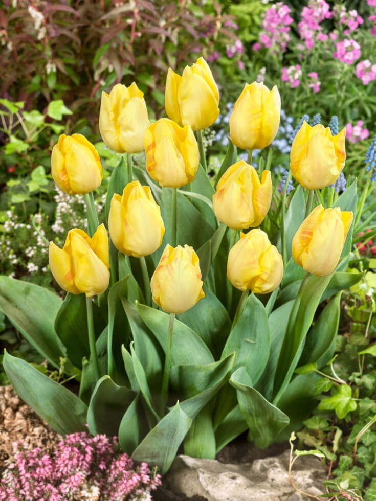 Tulipa ´Sunny Prince´ , Tulipán, bal. 5 ks, 11,12