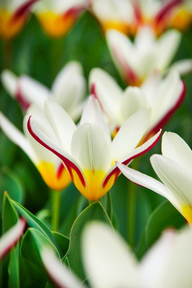 Tulipa ´The First´ , Tulipán,bal. 5 ks, 12,+