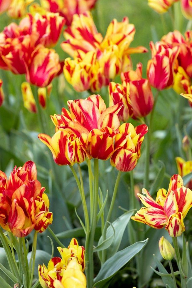 Tulipa ´Wonder Club ´ , Tulipán, bal.5 ks, 12,+