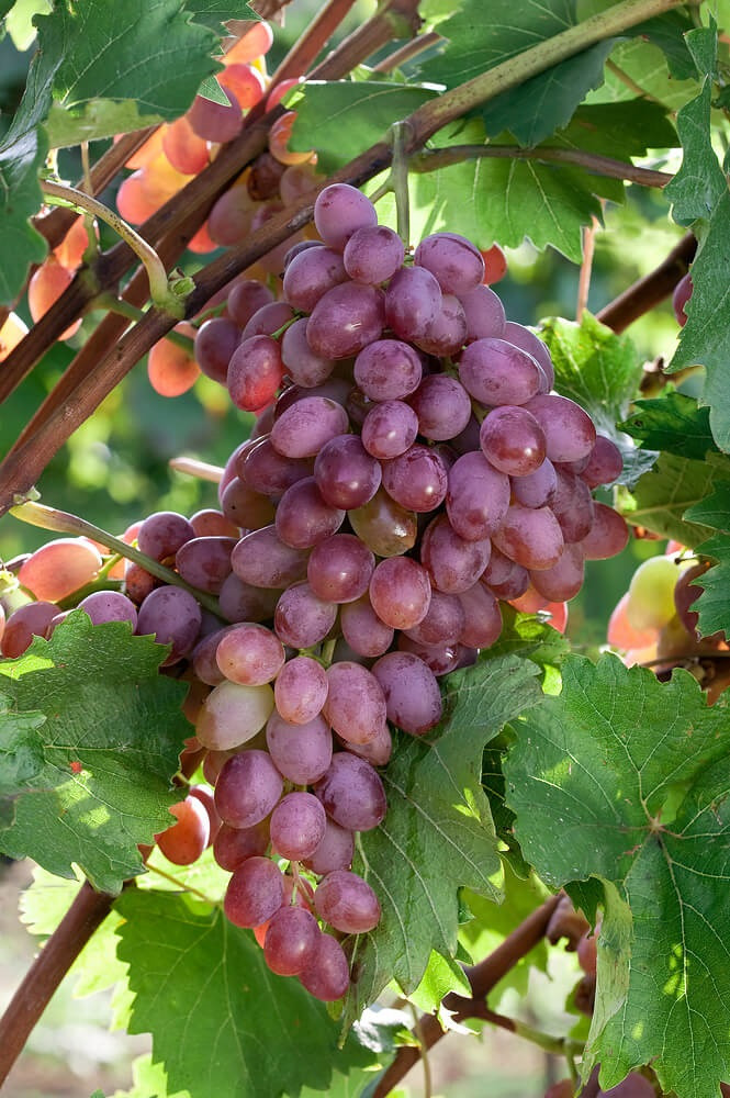 Vitis vinifera ´Jupiter´ , Hrozny , Réva vinná růžová, C2