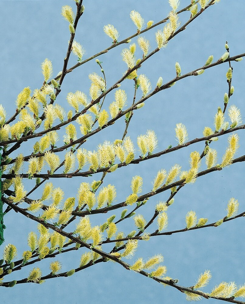 Salix repens ´Lona , Vrba plazivá, stormek 60 cm, C3