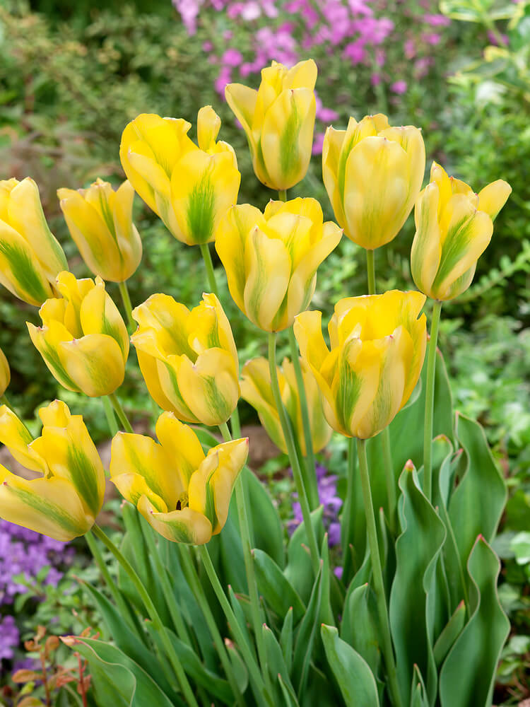 Tulipa ´Formosa´ , Tulipán, bal. 5 ks, 11,12