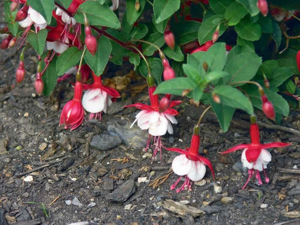 Fuchsia ´Snowcap´ , Fuchsie , bal. 6 ks sadbovačů