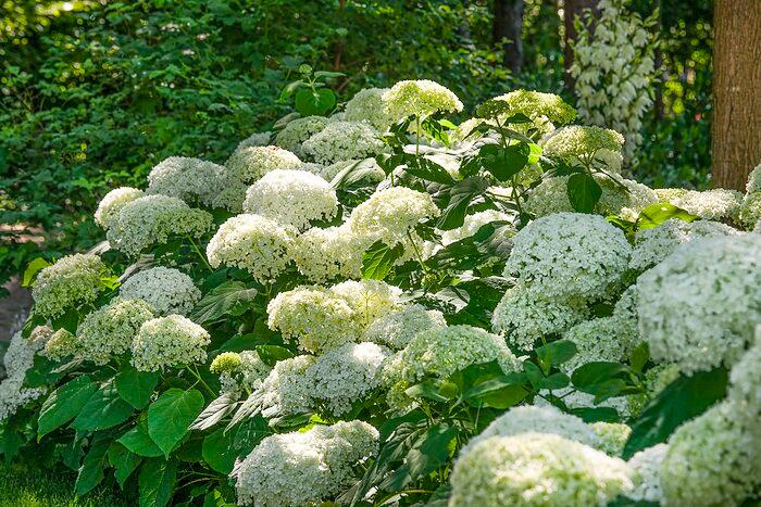 Hydrangea a. ´Grandiflora´ , Hortenzie stromečková, 40-50 cm, C3