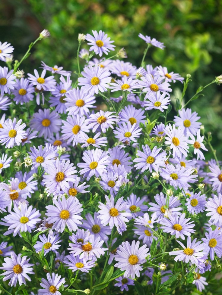 Kalimeris incisa ´Blue Star´, Japonská astra, C1