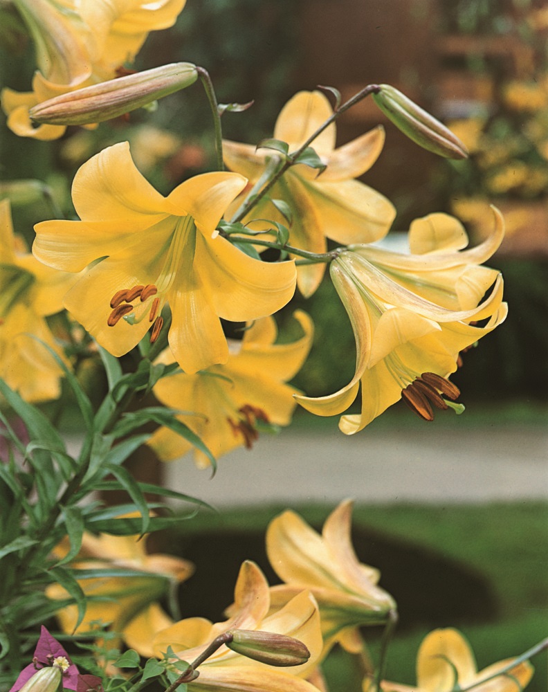 Lilium ´Golden Splendour´ , Lilie, bal. 2 ks, 16,18