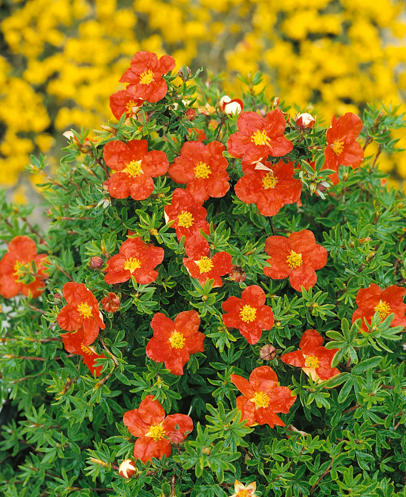 Potentilla fruticosa ´Marian Red Robin´® , Mochna křovitá červ., 15 ...