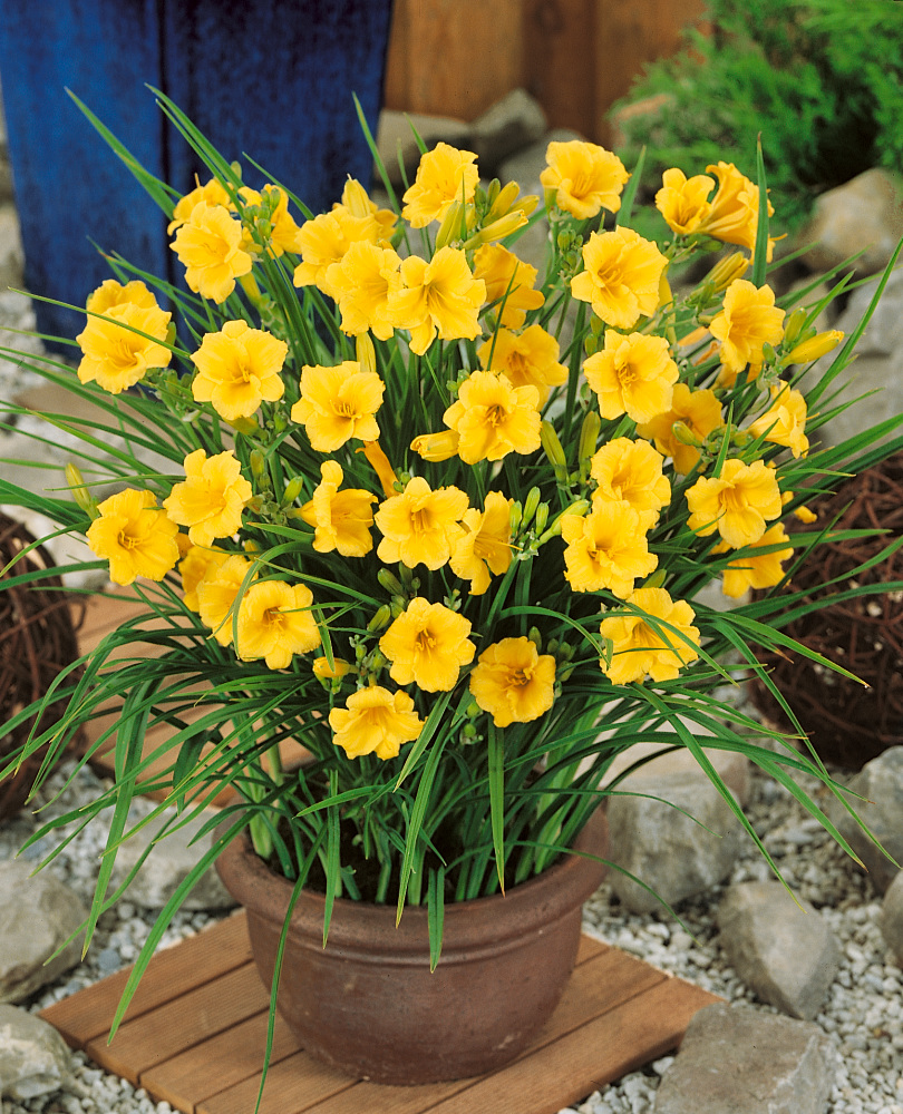 Hemerocallis 'Stella de Oro' , denivka , K9