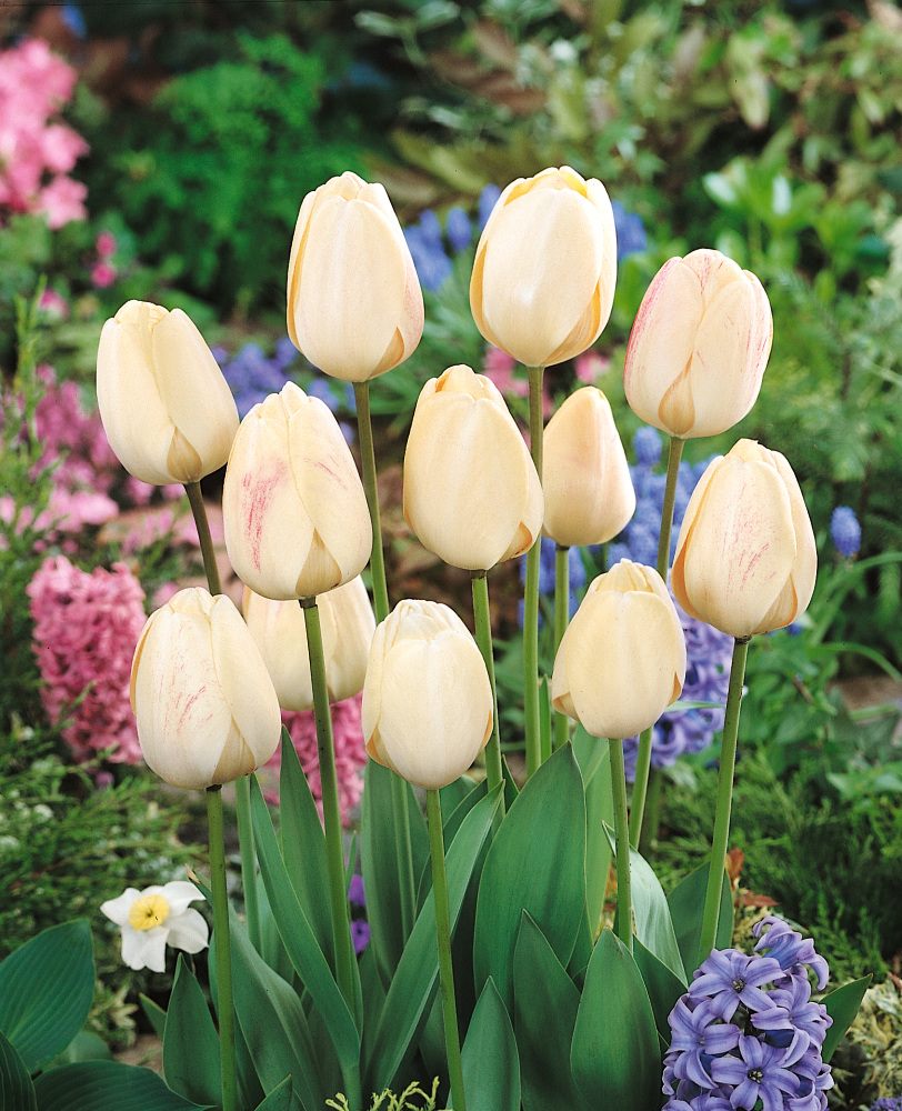 Tulipa ´Ivory Floradale´ , Tulipán, bal. 5 ks, 12,+