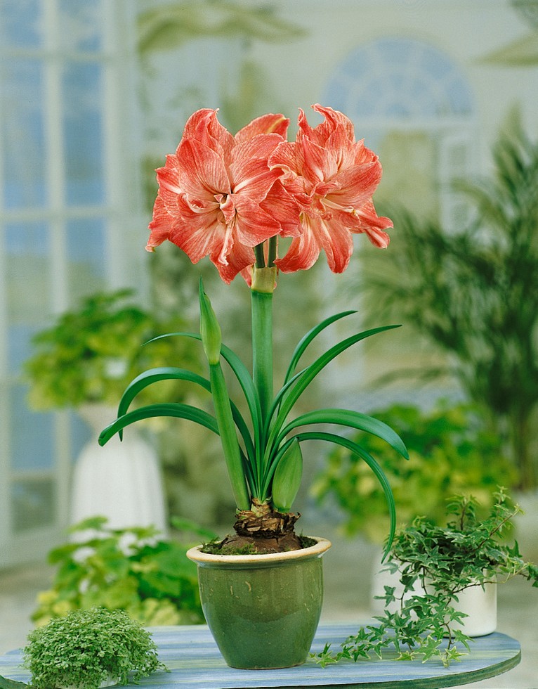 Hippeastrum ´Lady Jane ´, Hvězdník plnokvětý lososový, 28,30